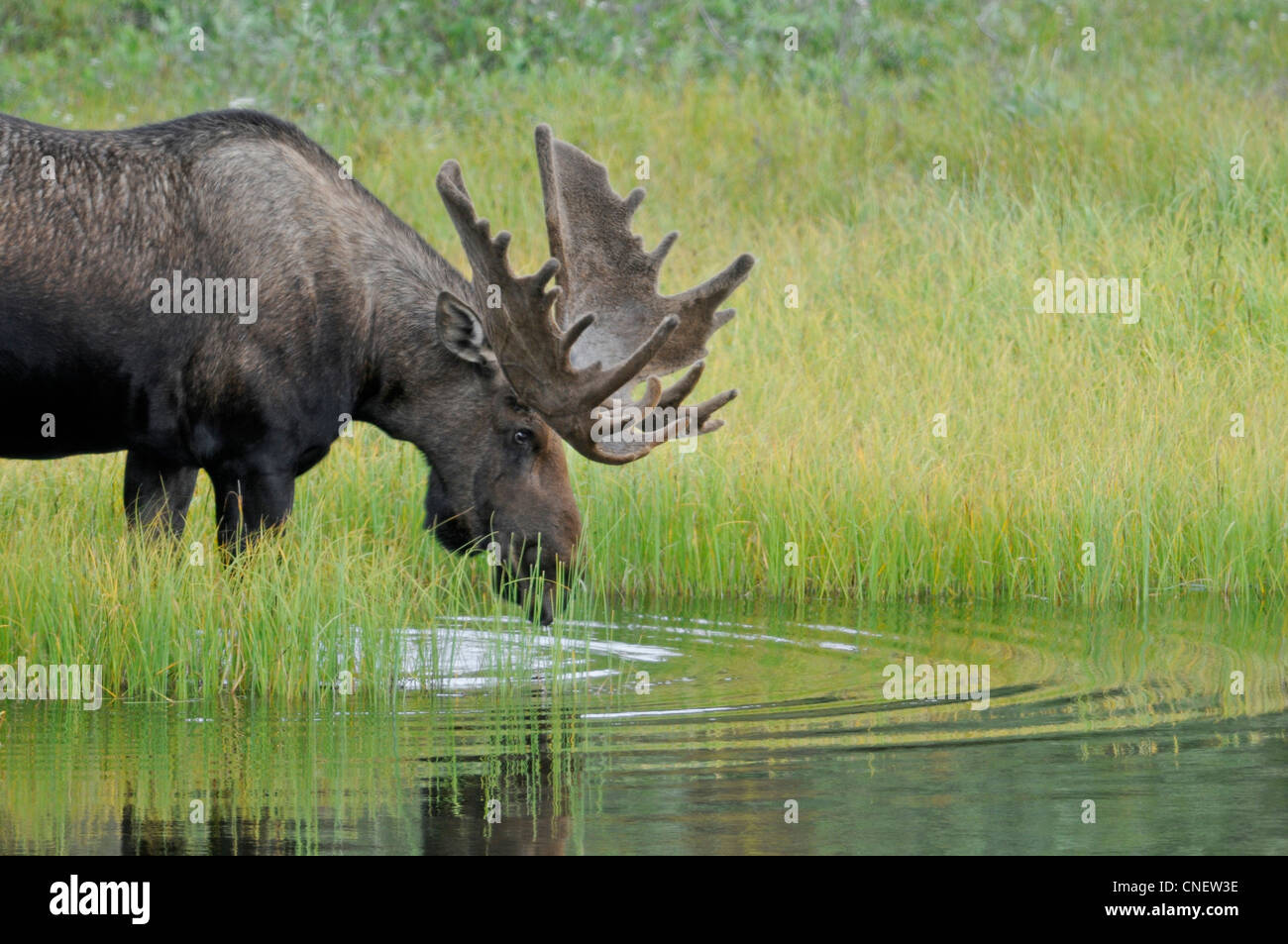 Bull moose alaska hi-res stock photography and images - Alamy