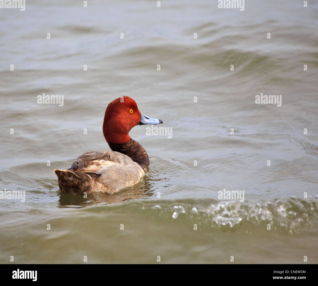 Redhead Duck, Aythya americana, male, wintering on the Intracoastal ...