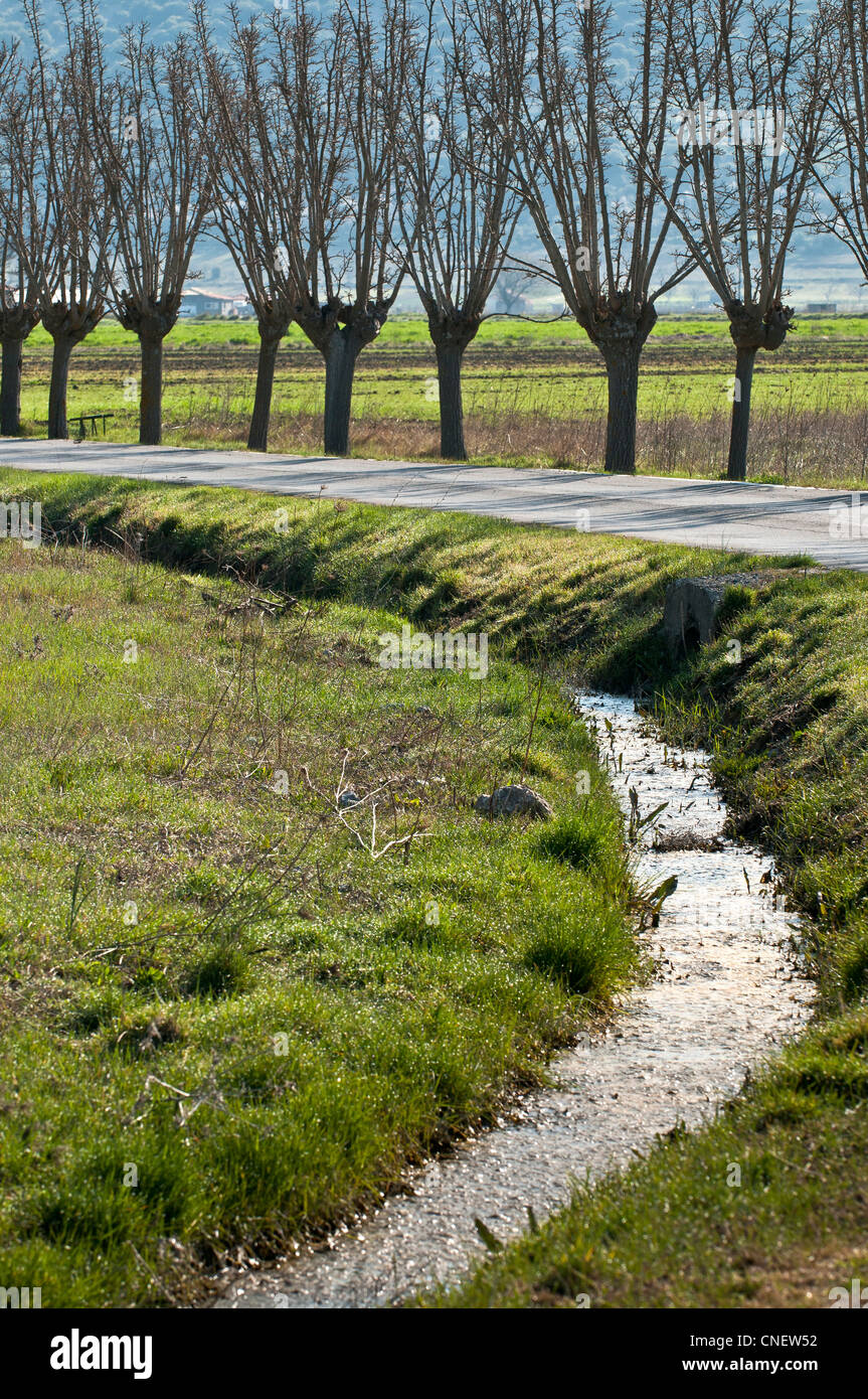Landscape with pollarded trees on the plains of Mantineia, near Tripoli ...