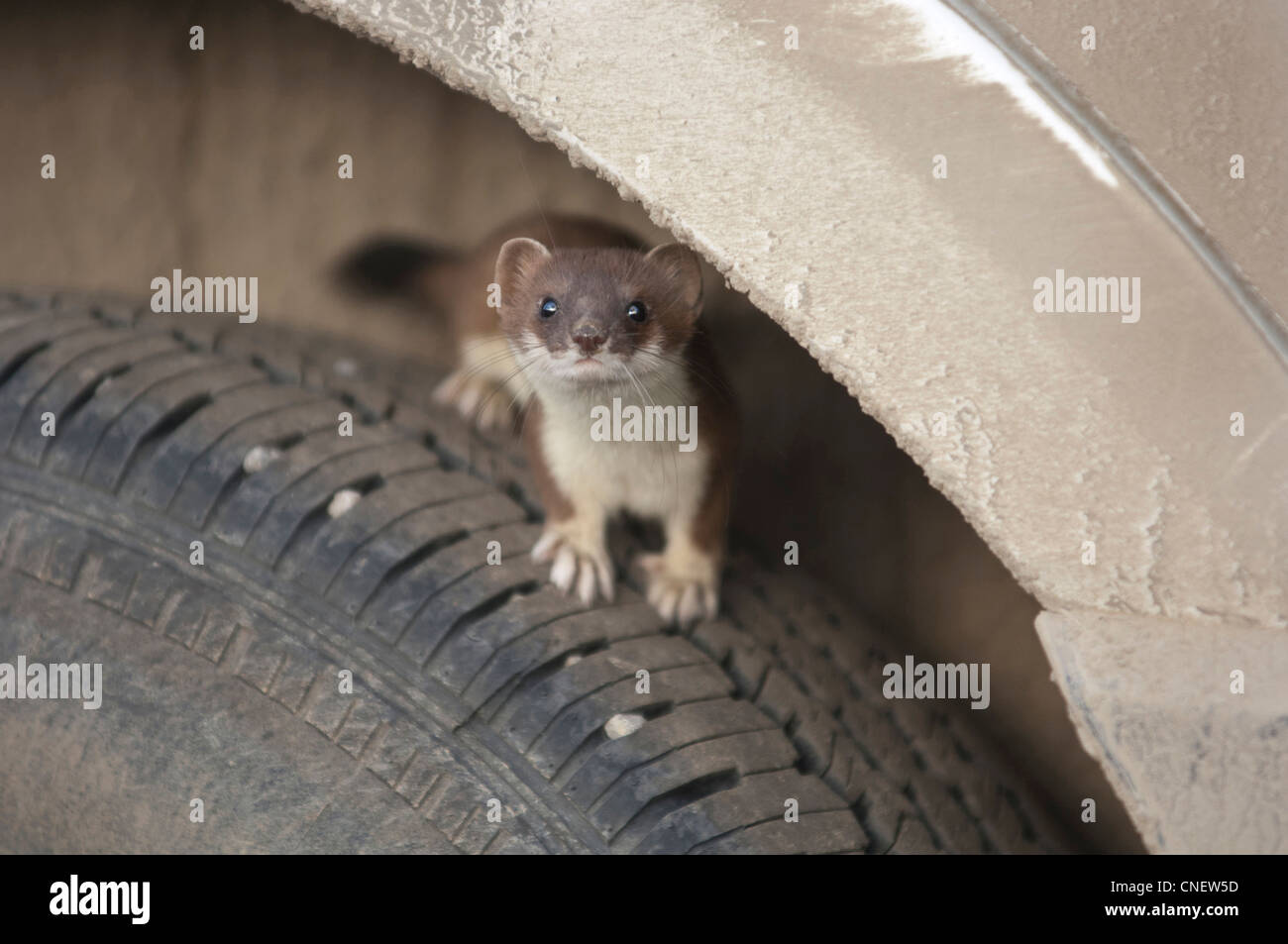 This Ermine checks us out from the wheel well of our car stopped at an ...