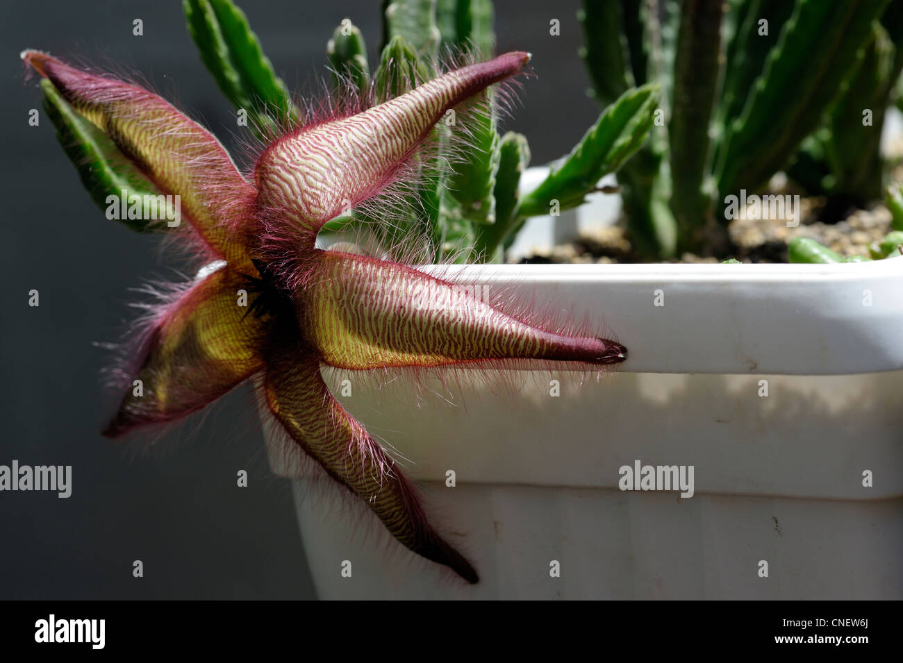 Stapelia gettleffii flower hi-res stock photography and images - Alamy