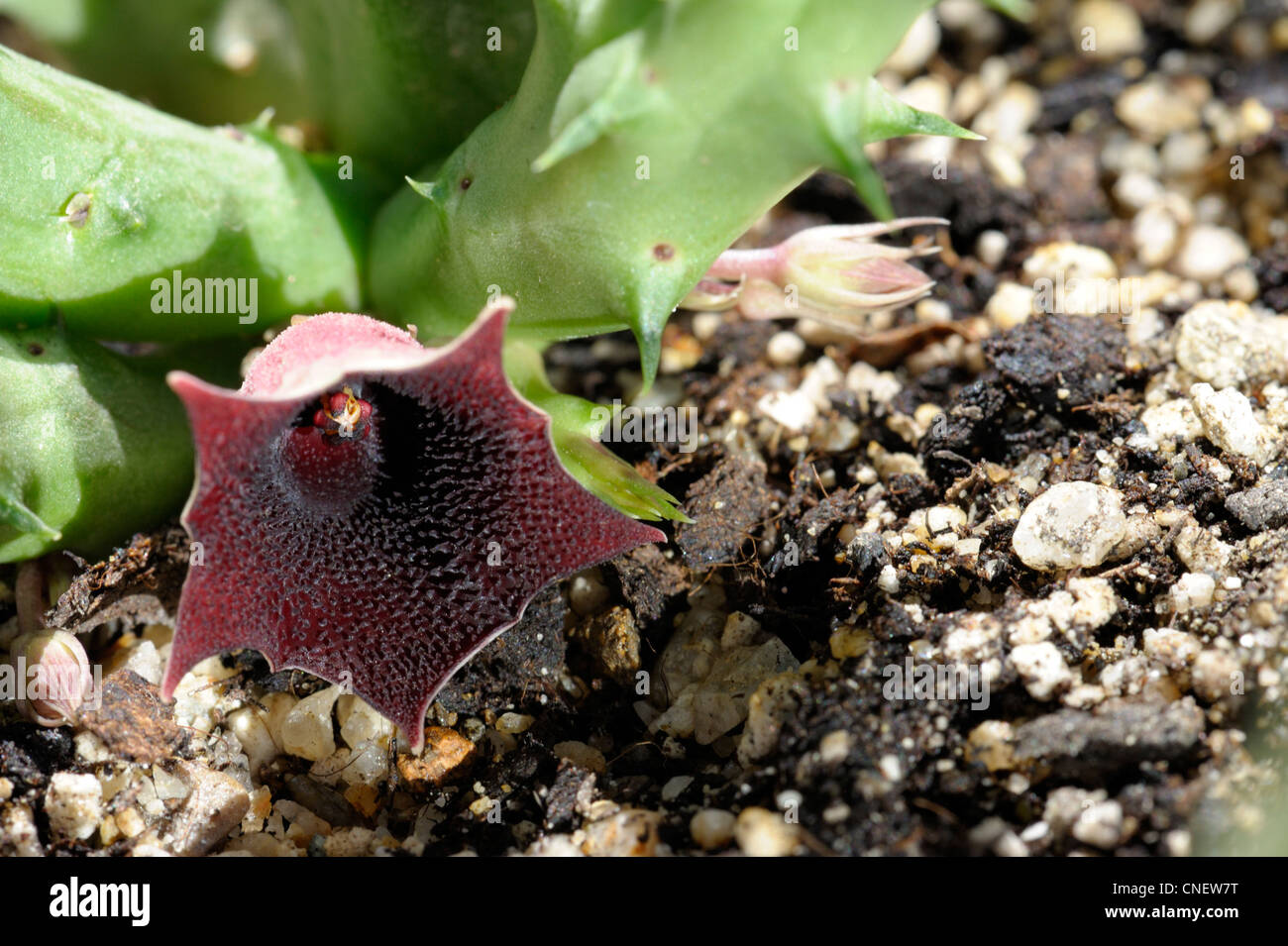 Penzigii hi-res stock photography and images - Alamy