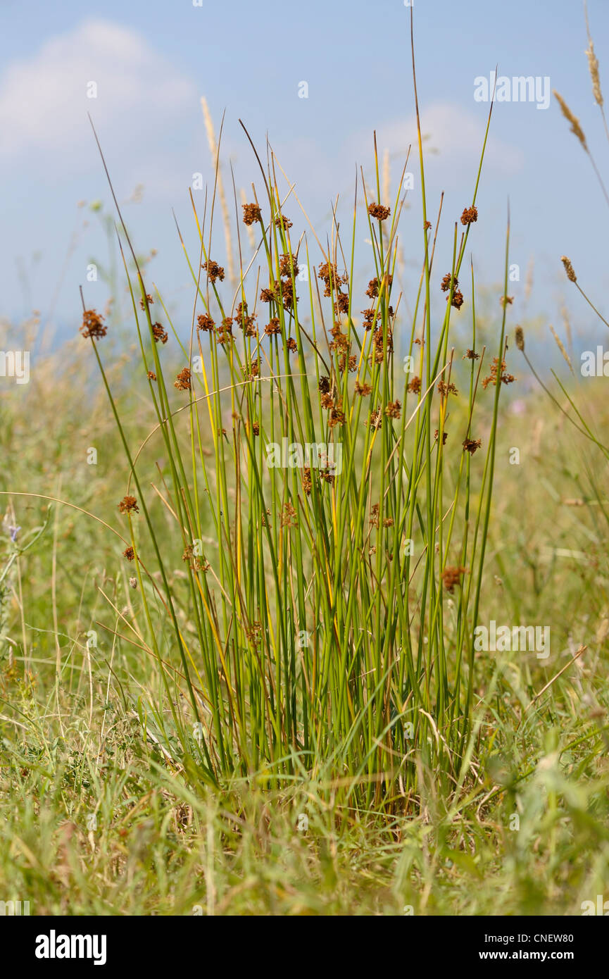 Juncus effusus hi-res stock photography and images - Alamy