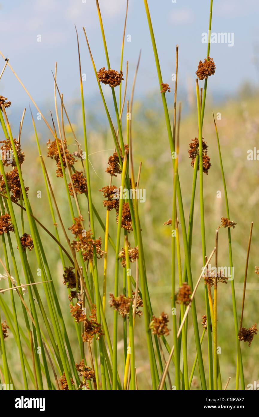 Juncus Wikipedia