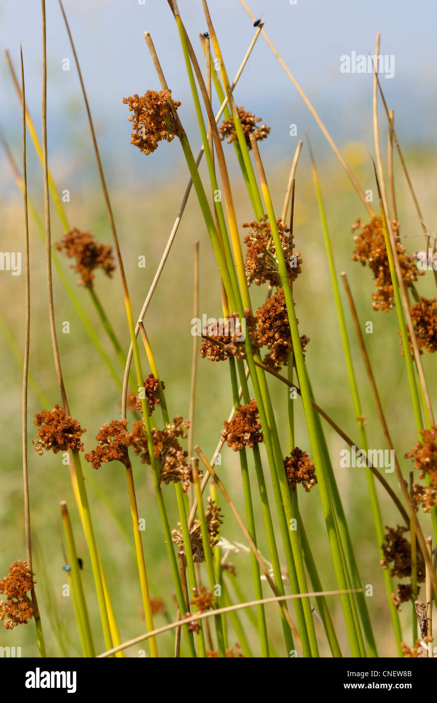 Juncus Arcticus