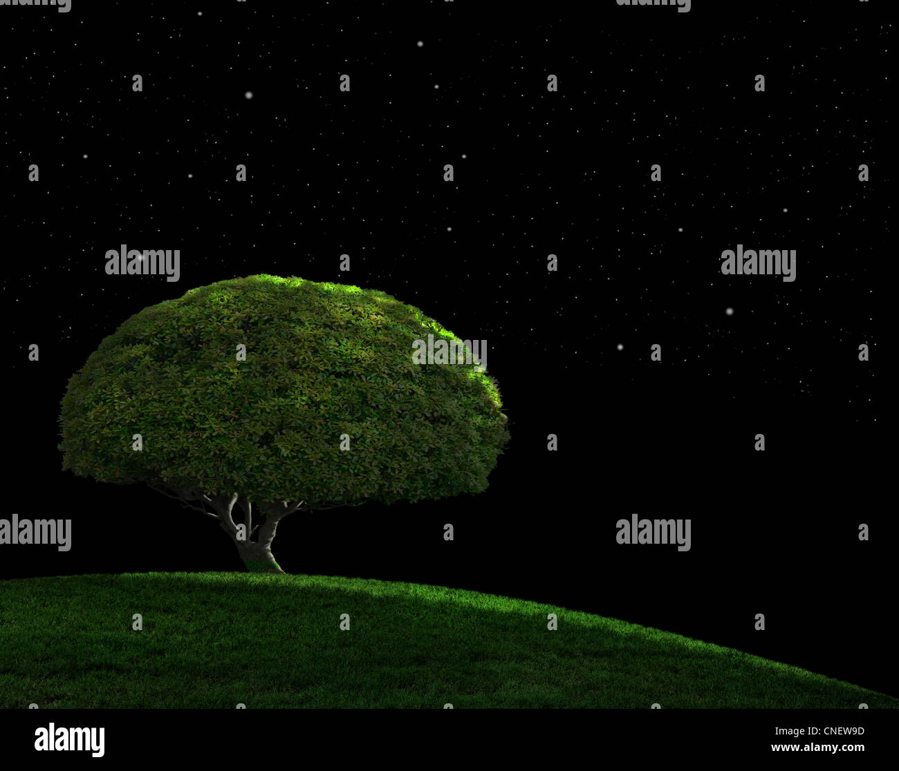 Starry Sky With One Tree Stock Photo - Alamy