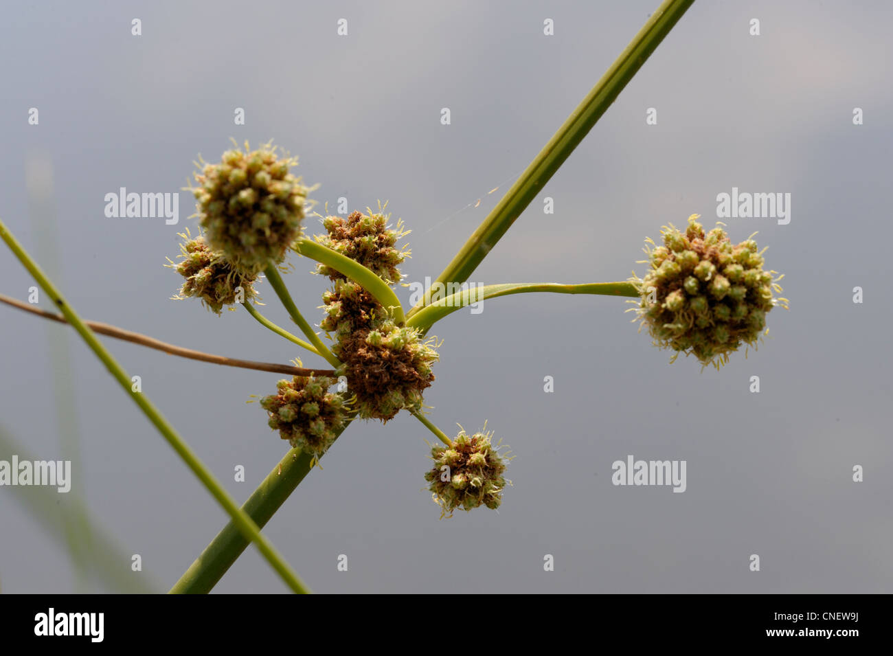 Scirpoides Holoschoenus High Resolution Stock Photography and Images ...