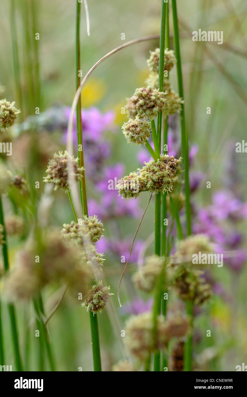 Scirpoides Holoschoenus High Resolution Stock Photography and Images ...