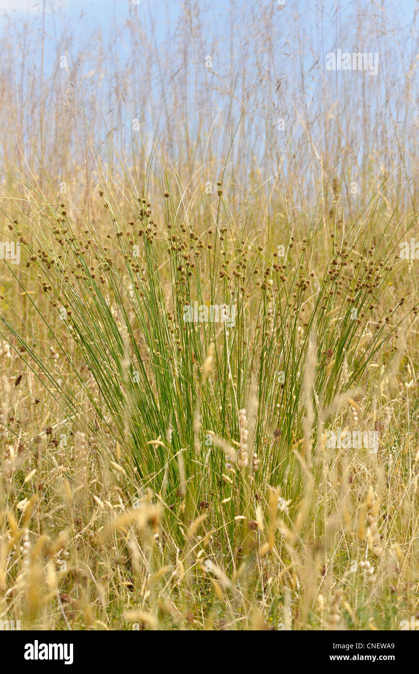 Scirpoides holoschoenus Cyperaceae Stock Photo - Alamy