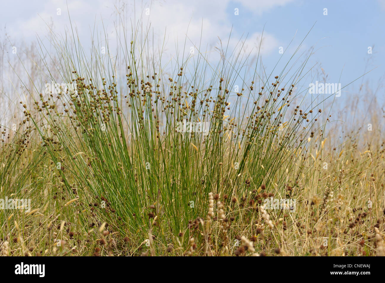 Scirpoides holoschoenus hi-res stock photography and images - Alamy