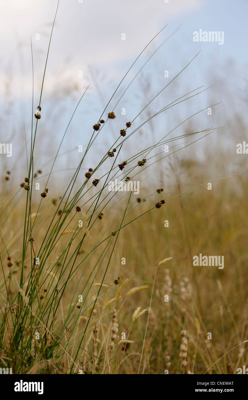 Scirpoides holoschoenus hi-res stock photography and images - Alamy