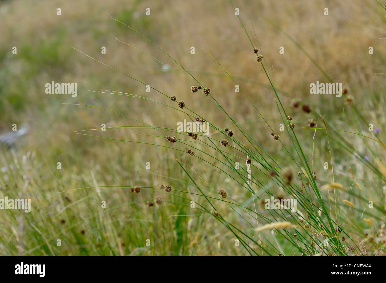 Scirpoides Holoschoenus High Resolution Stock Photography and Images ...