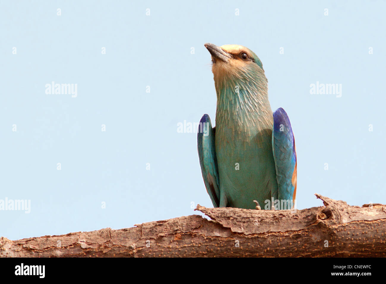 Abyssinian roller gambia hi-res stock photography and images - Alamy
