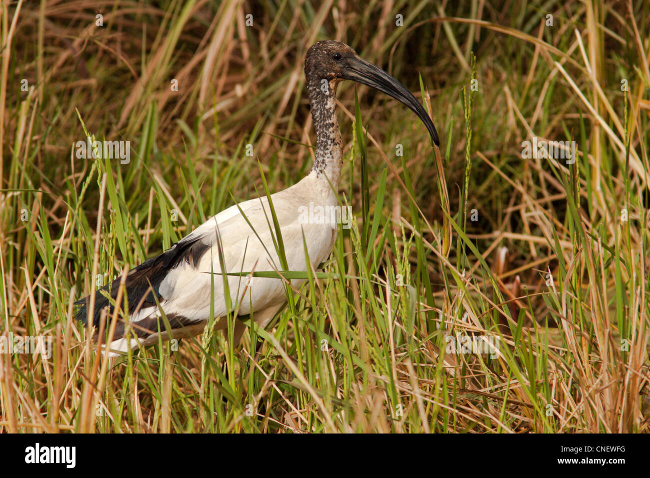 The african sacred ibis hi-res stock photography and images - Alamy