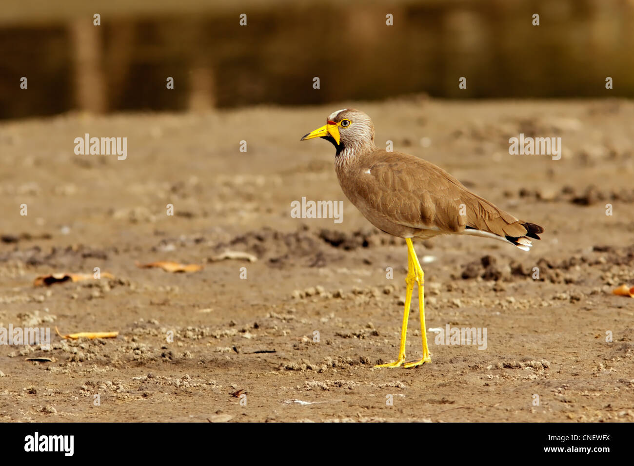 African plovers hi-res stock photography and images - Alamy