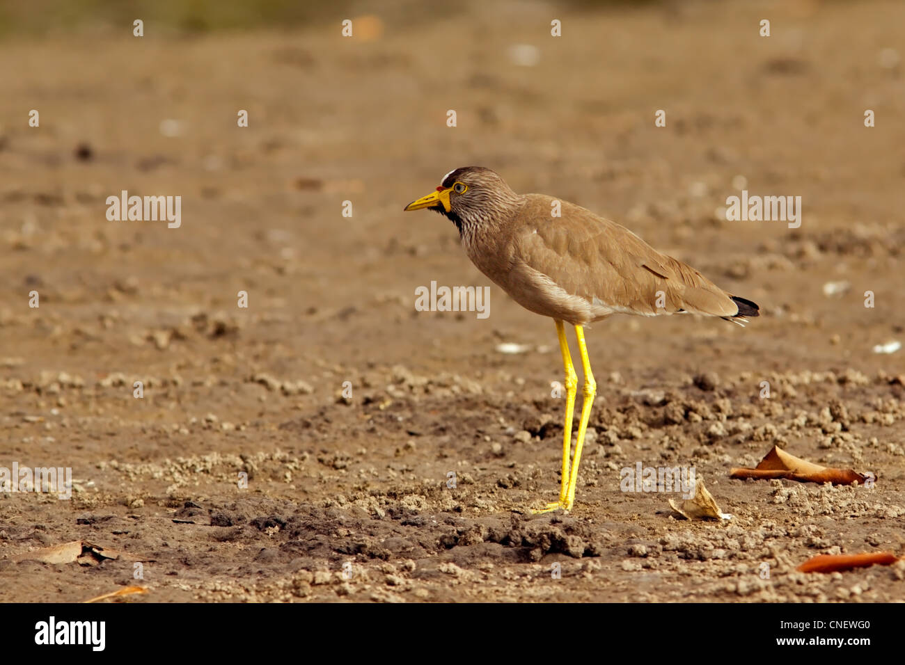 African wattled plover hi-res stock photography and images - Alamy