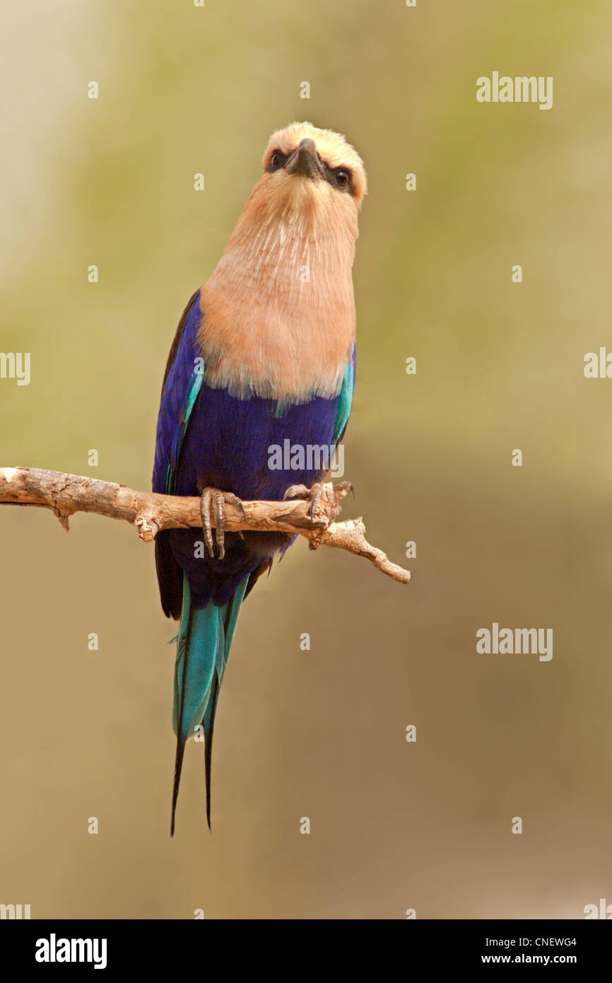 Blue Bellied Roller High Resolution Stock Photography and Images - Alamy