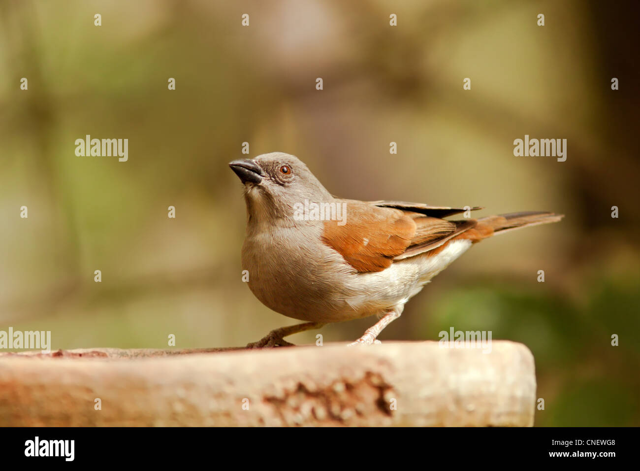 Northern grey headed sparrow passer griseus hi-res stock photography ...