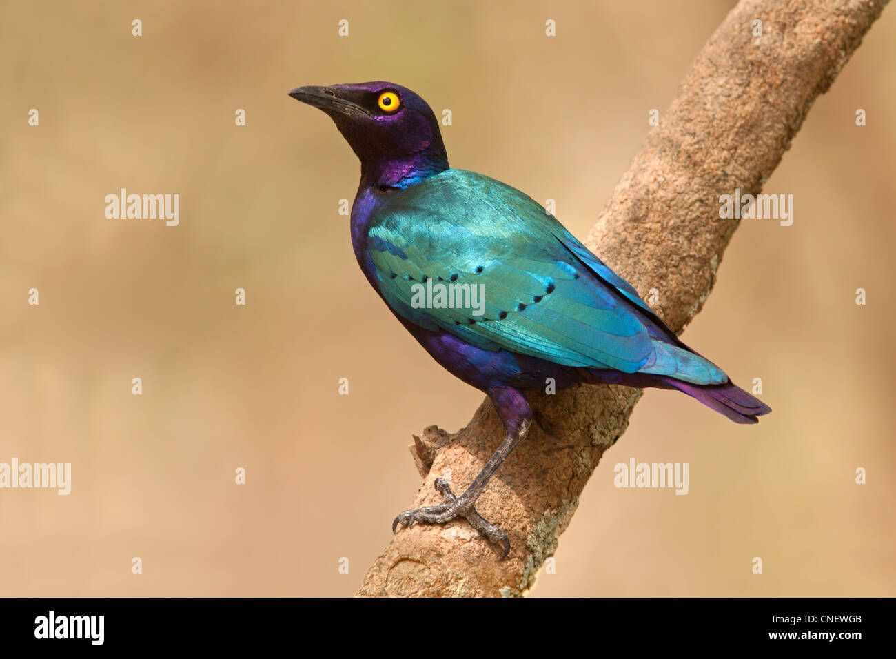 Purple Glossy Starling Stock Photo - Alamy