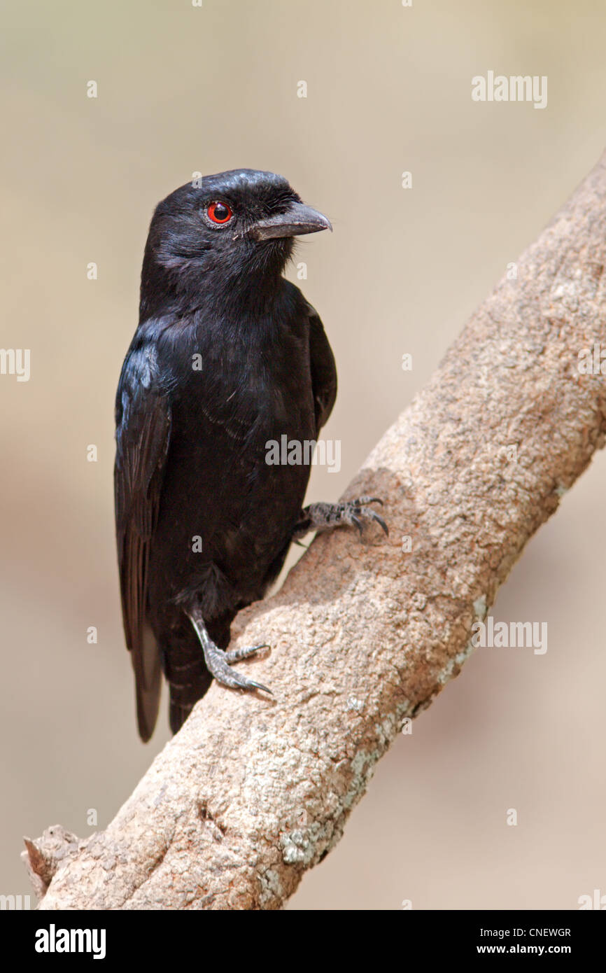 African drongo hi-res stock photography and images - Alamy