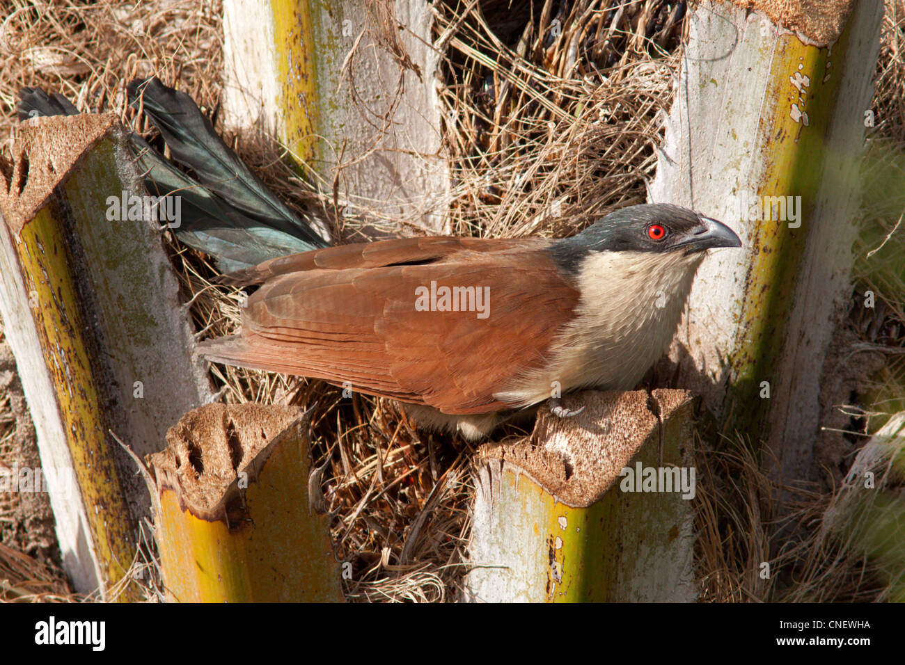 Centropus senegalensis hi-res stock photography and images - Alamy