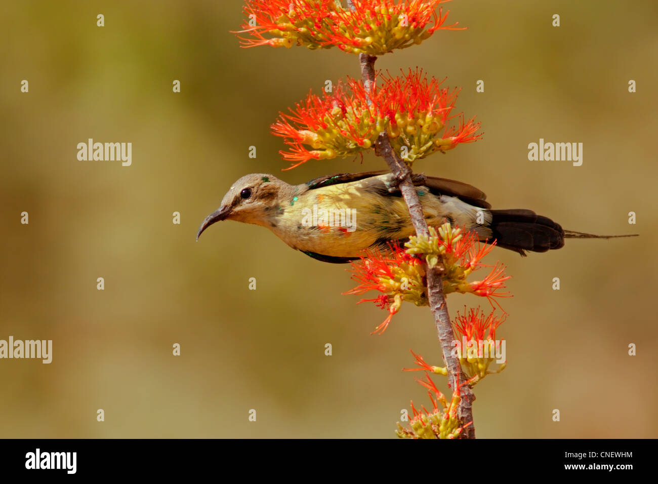 Beautiful sunbird hi-res stock photography and images - Alamy
