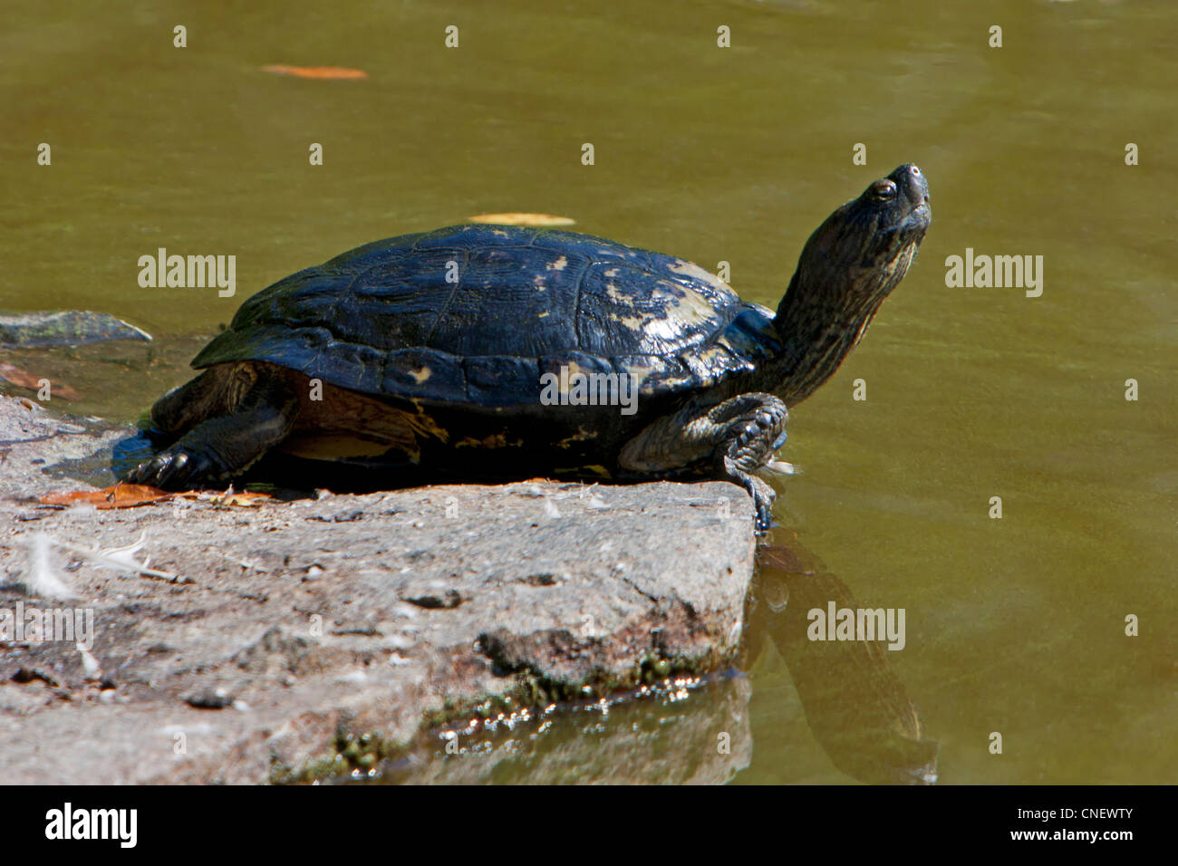 Painted Turtle (Chrysemys picta) on a rock at Kings Pond, Victoria ...