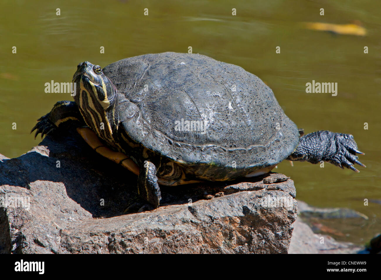 Painted Turtle (Chrysemys picta) on a rock at Kings Pond, Victoria ...