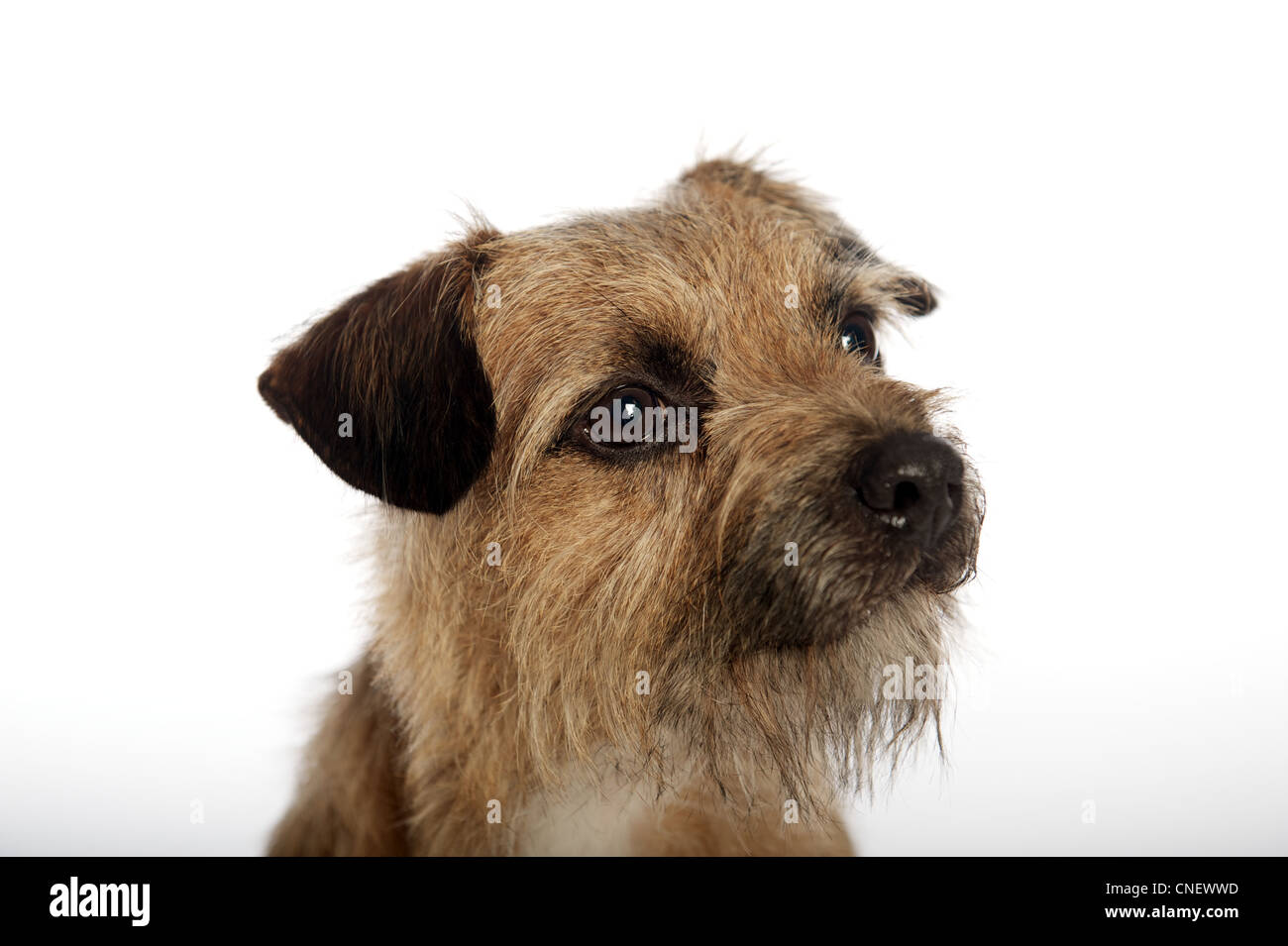 a wire haired terrier Stock Photo - Alamy