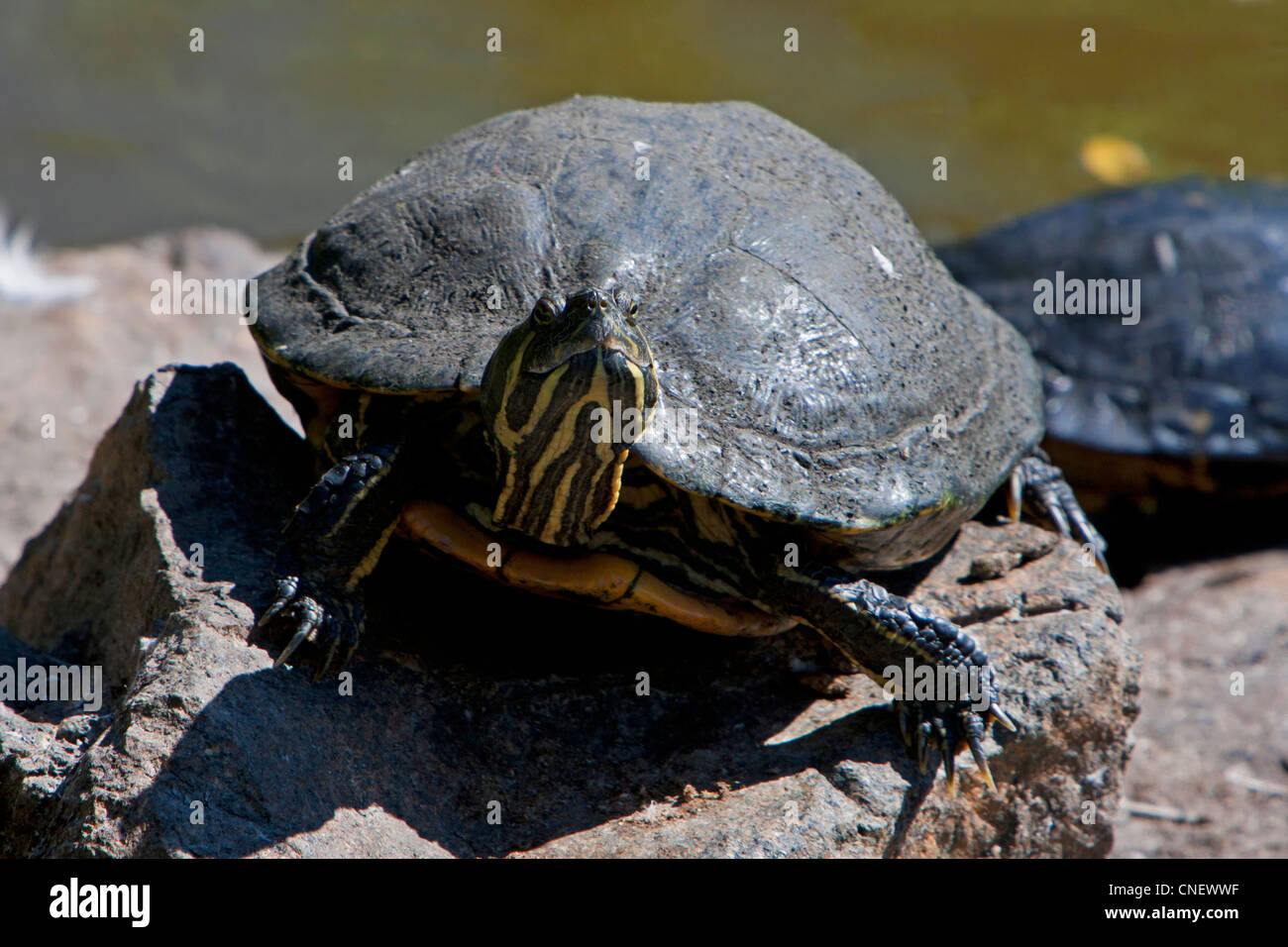 Painted Turtle (Chrysemys picta) on a rock at Kings Pond, Victoria ...