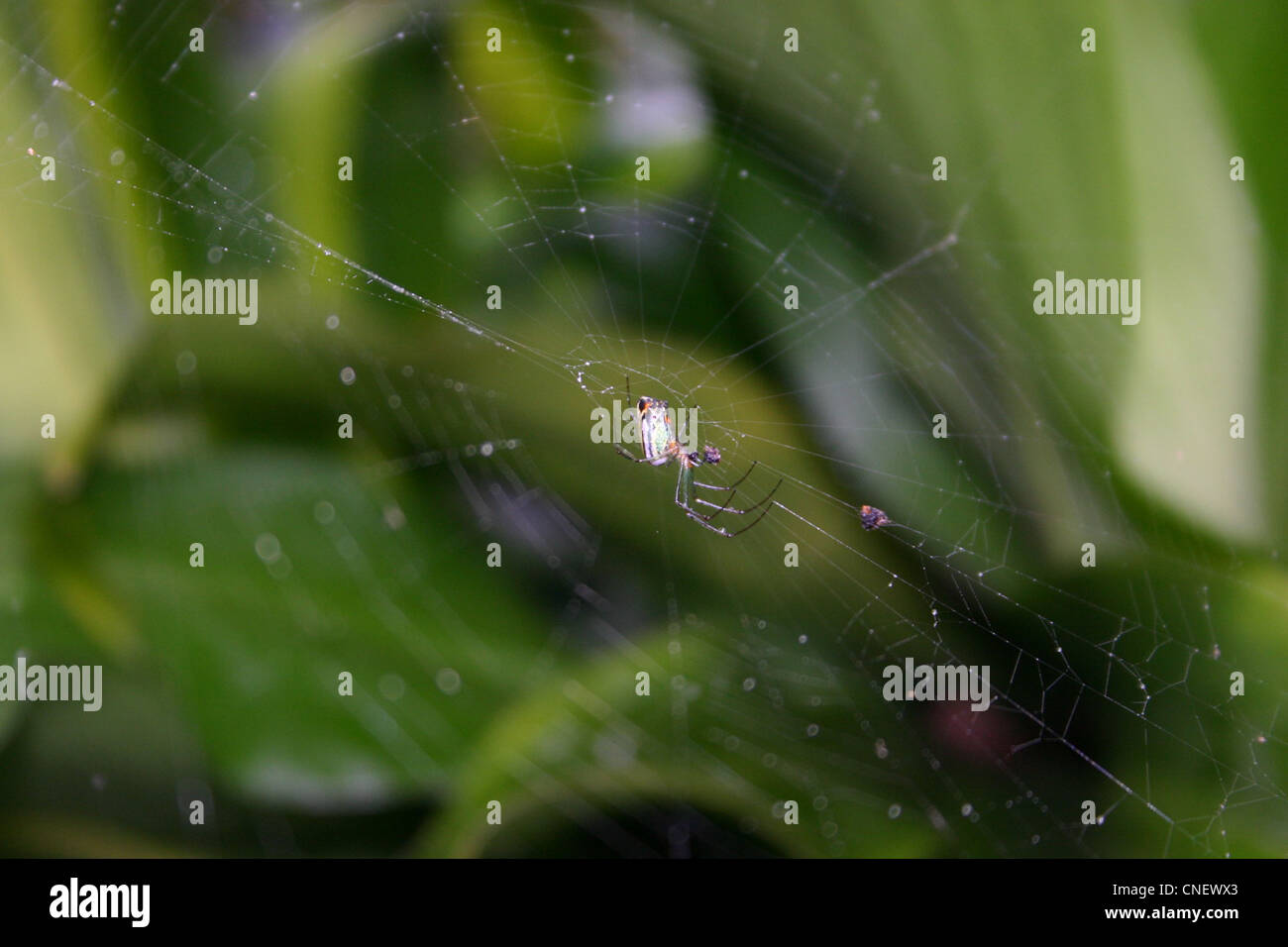 How does a spider make its web hi-res stock photography and images - Alamy