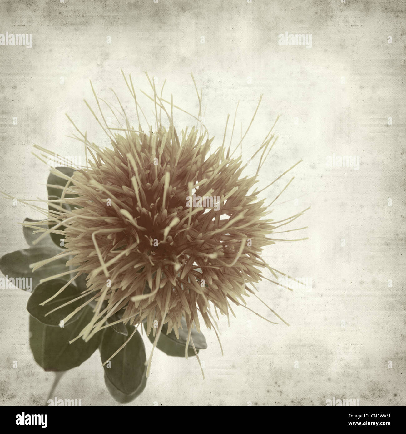 textured old paper background with safflower Stock Photo - Alamy