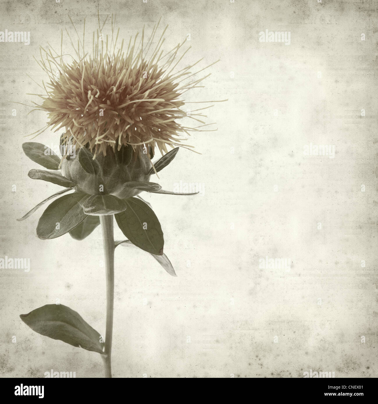 textured old paper background with safflower Stock Photo - Alamy