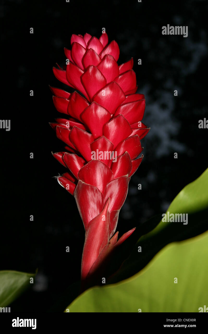 Monteverde cloud forest flora and fauna hi-res stock photography and ...