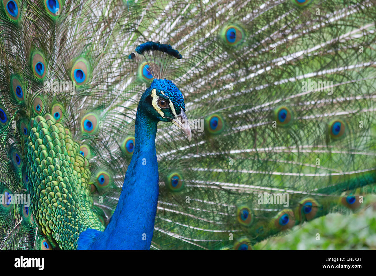 Beautiful color peacock fully hi-res stock photography and images - Alamy