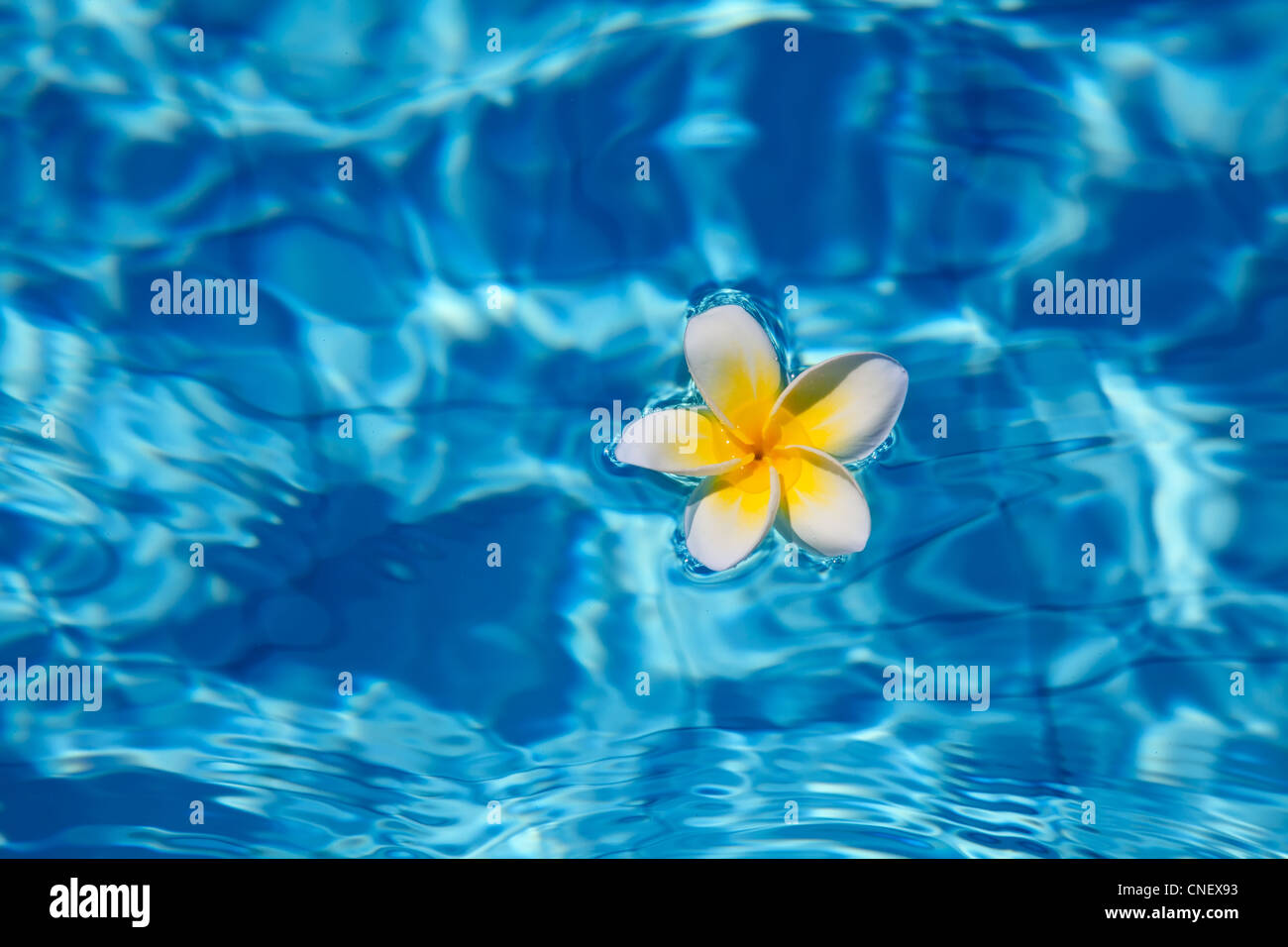 Frangipani flower in the water Stock Photo - Alamy