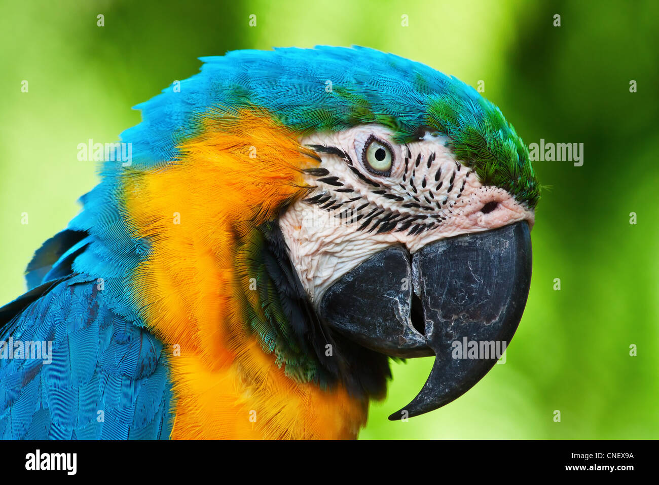 A blue and yellow macaw closeup Stock Photo - Alamy