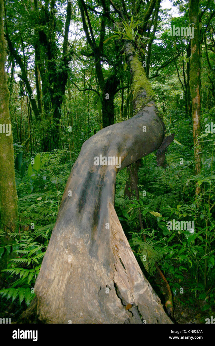A tree in the Monteverde Cloud Forest Reserve, a Costa Rican reserve ...