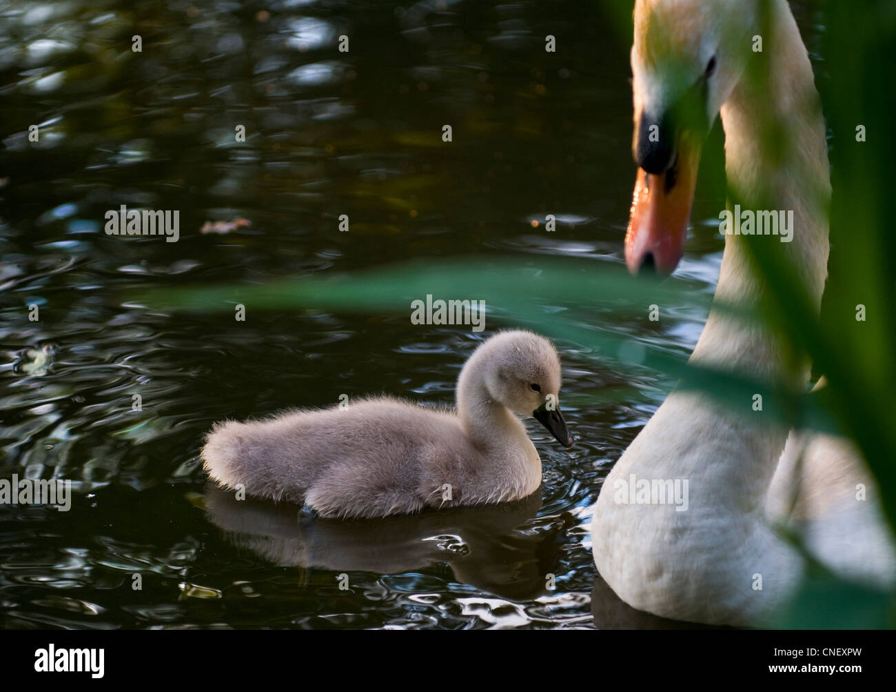 Swan watching over her one day old vulnerable cygnet on the River Wey ...