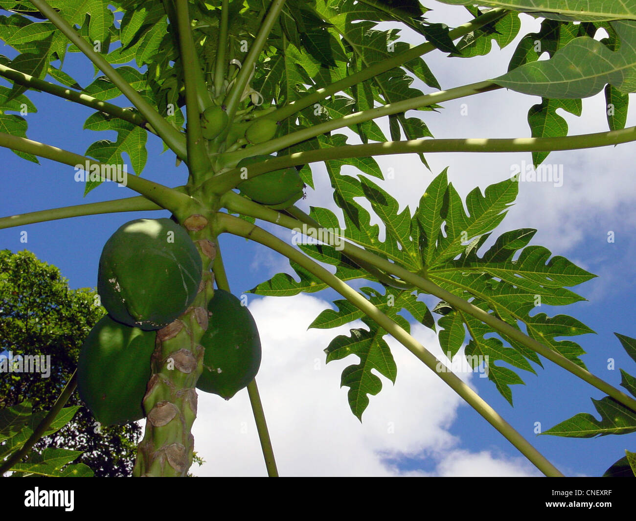 A palm tree in the Monteverde Cloud Forest Reserve, a Costa Rican ...