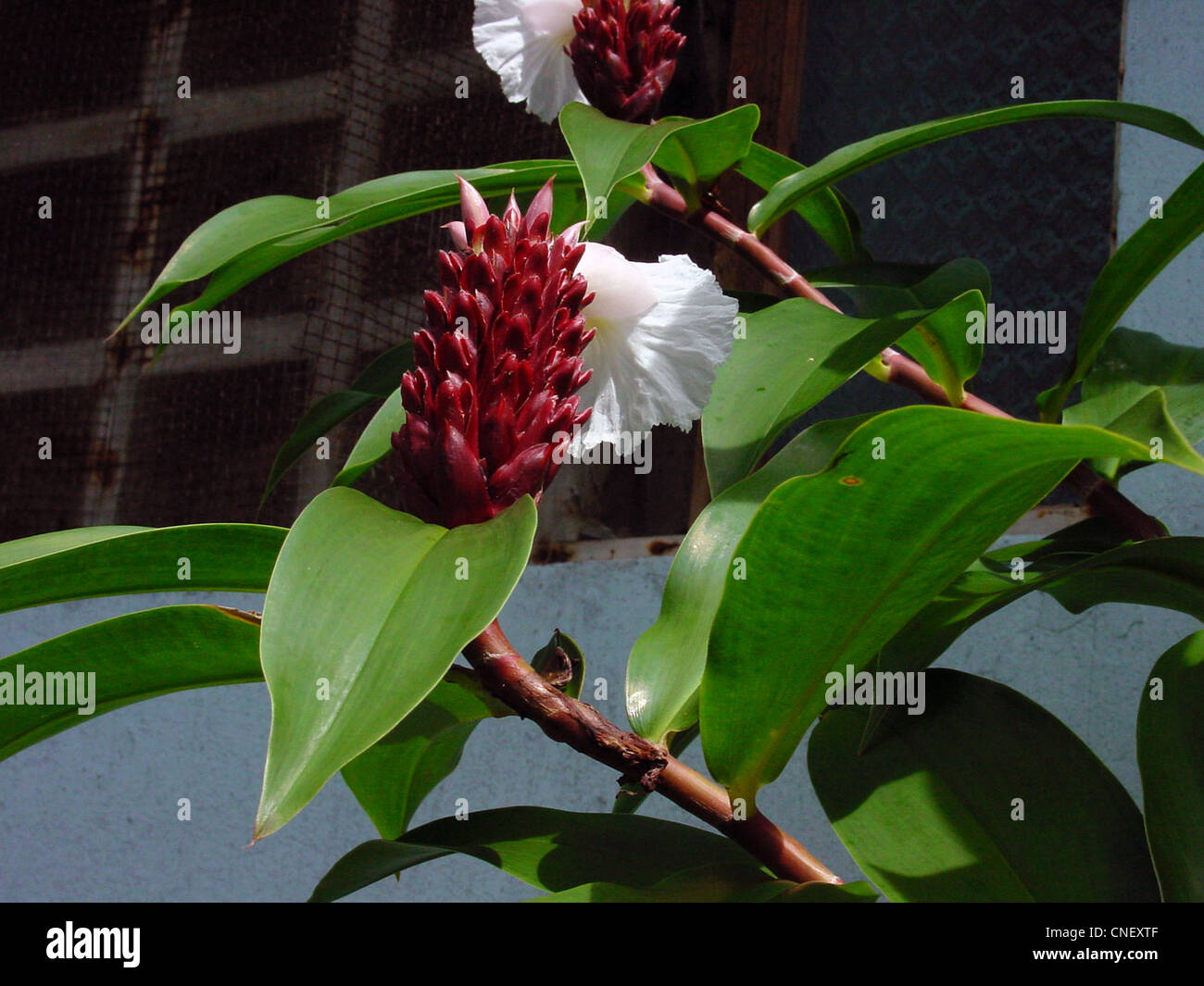 A red tropical flower in the Monteverde Cloud Forest Reserve, a Costa ...