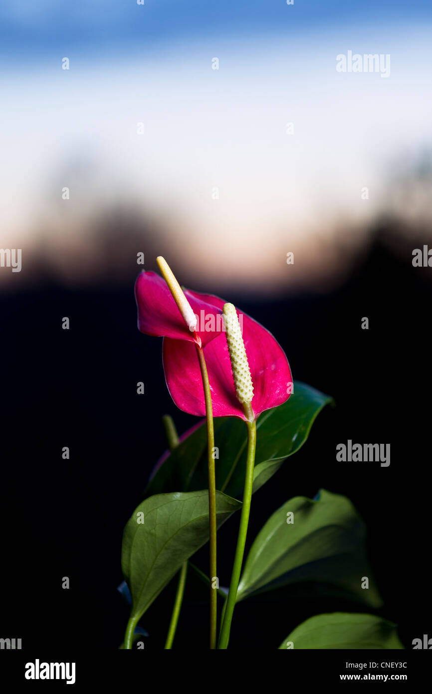 Flamingo flowers hi-res stock photography and images - Alamy