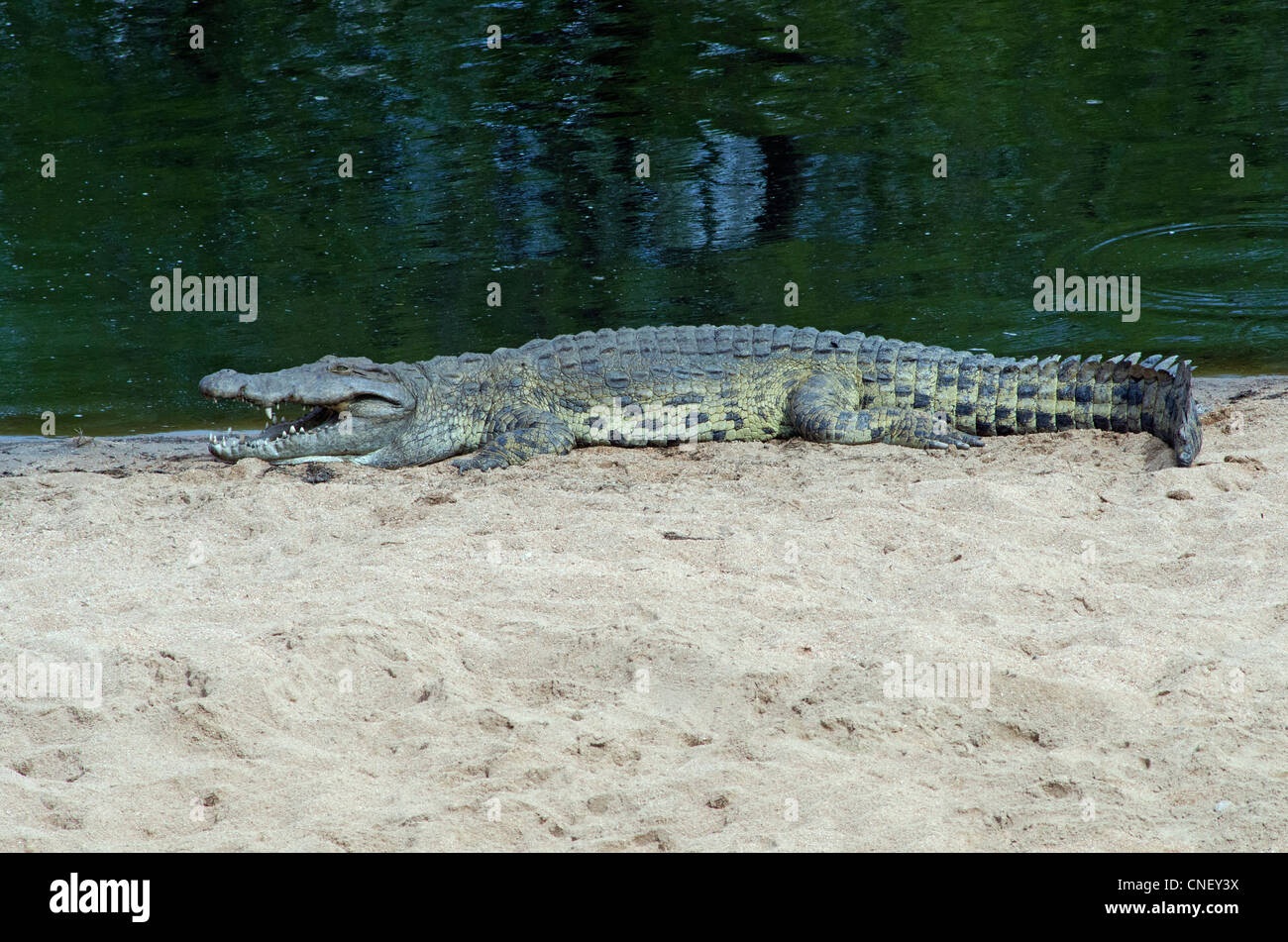 Nile crocodile jaw open hi-res stock photography and images - Alamy