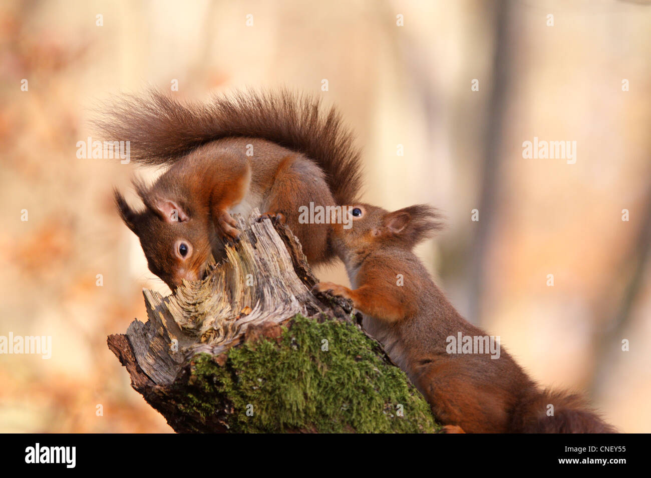 Two Squirrels Stock Photos & Two Squirrels Stock Images - Alamy