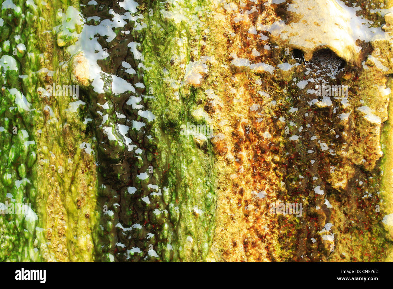Algae growing on a wall completely covering its surface Stock Photo - Alamy