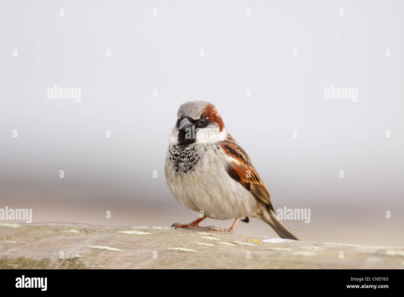 Male House Sparrow, Passer domesticus, UK, Scotland, Highlands Stock ...