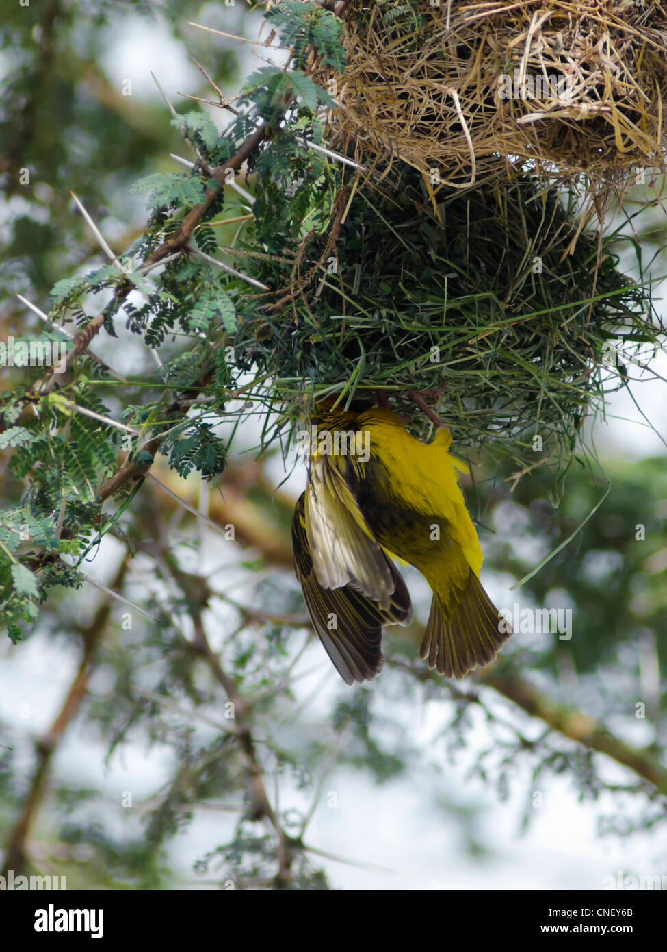 Weaver Finch Nest High Resolution Stock Photography and Images - Alamy