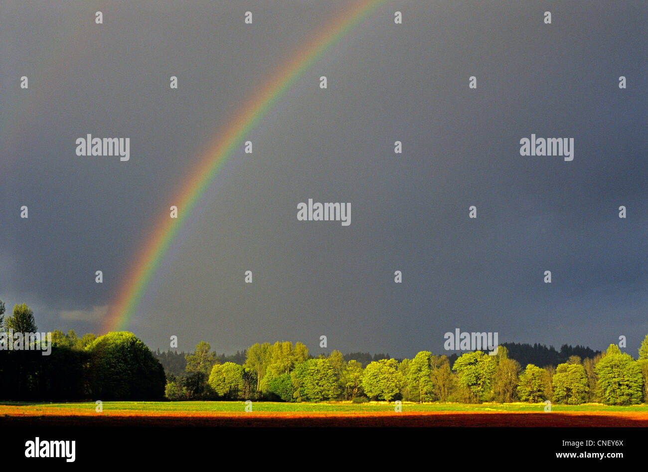 Rainbow striking row of trees Stock Photo - Alamy
