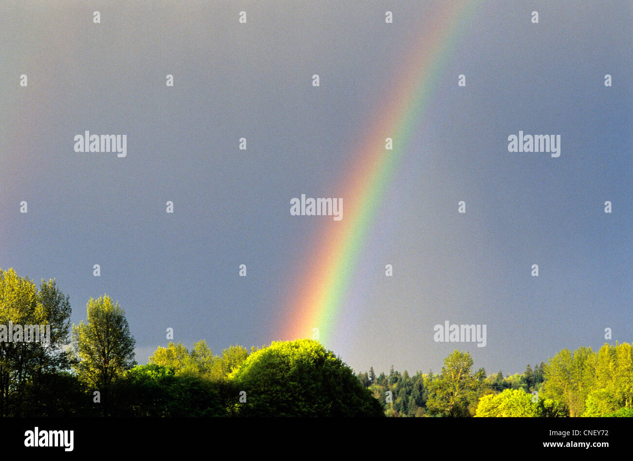 Rainbow striking row of trees Stock Photo - Alamy