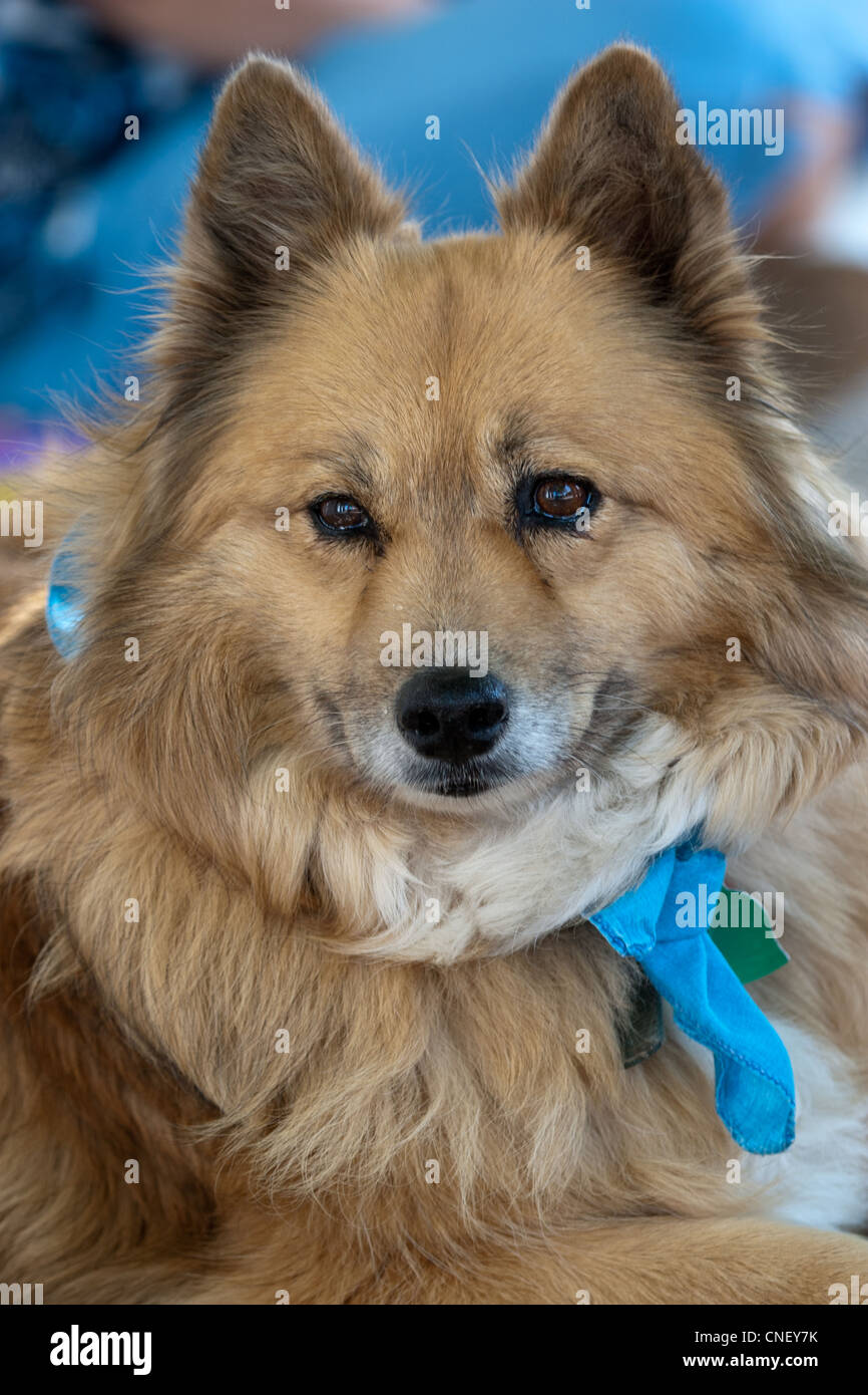 Fancy Dog High Resolution Stock Photography and Images - Alamy